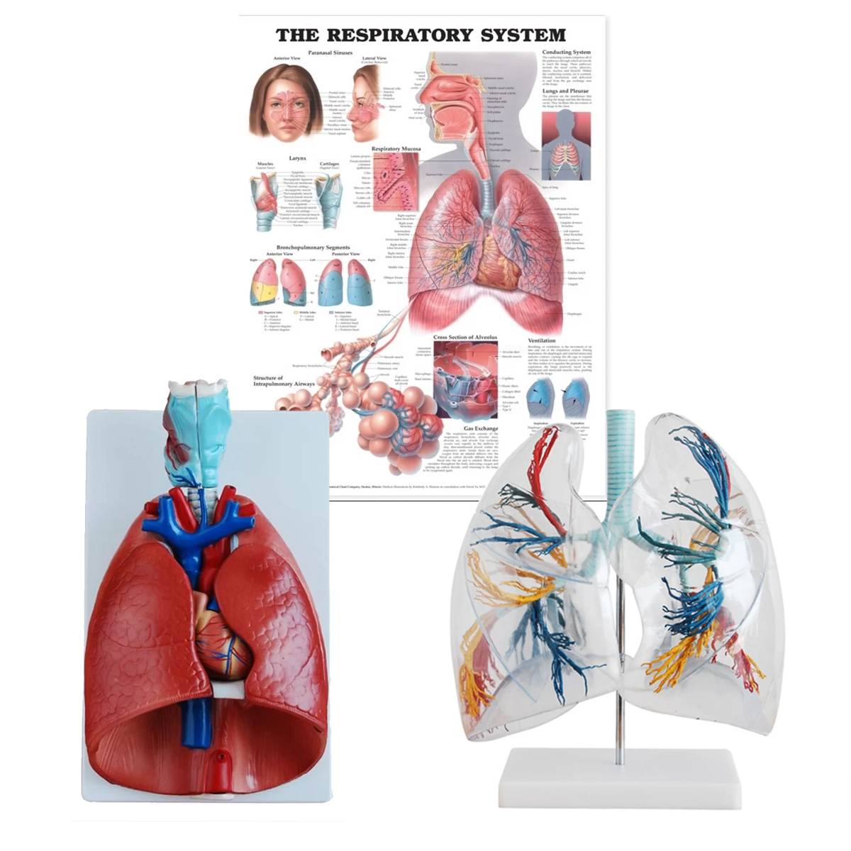 Lung Anatomy Bundle - Myaskro